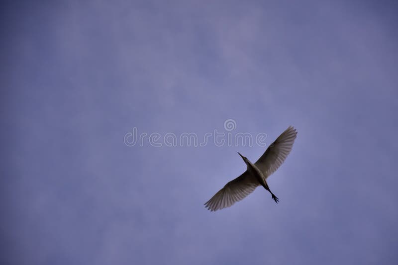 Bird is Flying Alone in the Sky. Stock Image - Image of freedom, flying ...