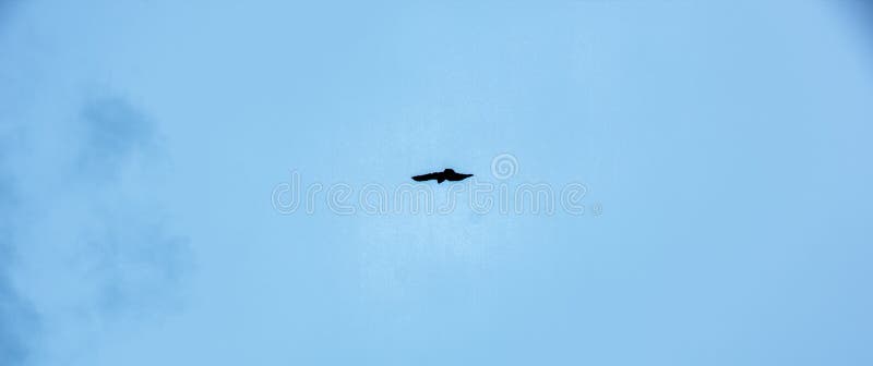 Bird flying alone in sky stock image. Image of nice, lonely - 99163021