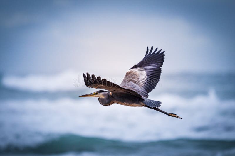 Bird flying on the beach stock image. Image of feathers - 168840773