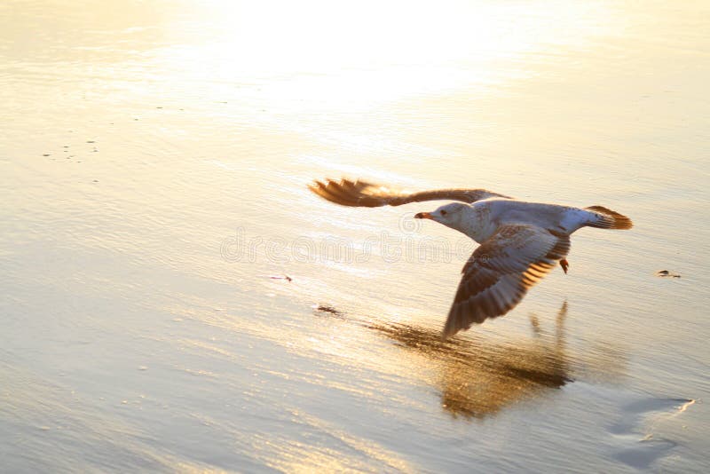 Bird flying on the Beach stock photo. Image of ocean, shadow - 4280642