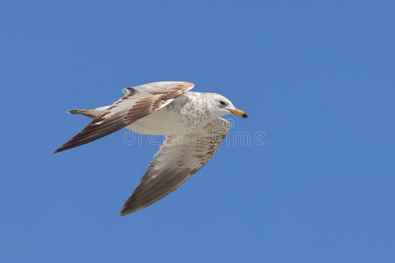 Bird Flying with Beak Pointed Upwards in Sky Stock Image - Image of ...