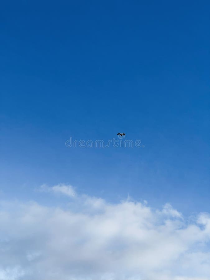 Bird Flying Beneath a Blue Sky with Spread-out Clouds Stock Photo ...