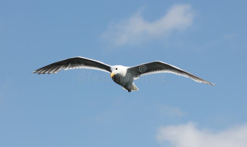 Bird flying stock photo. Image of birds, flight, flies - 50210680