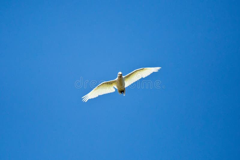 A Bird Flying in a Clear Blue Sky Stock Image - Image of beak ...