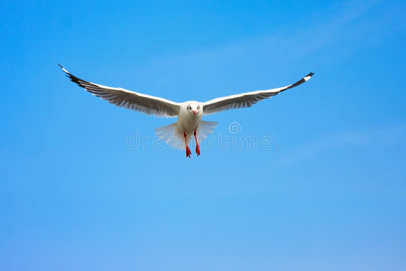 Bird Flying in Clear Blue Sky. Stock Photo - Image of shore, coastline ...