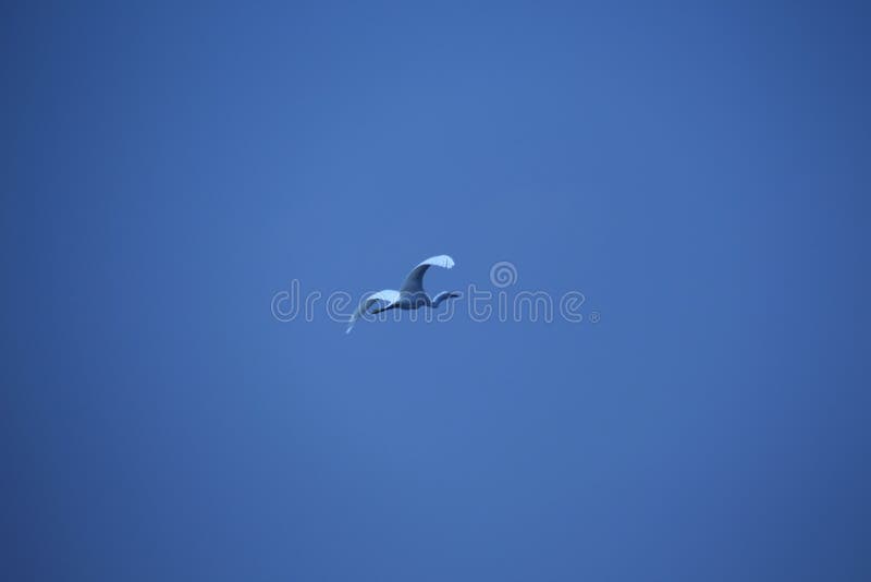 Bird flying in clear sky stock image. Image of flying - 87330089
