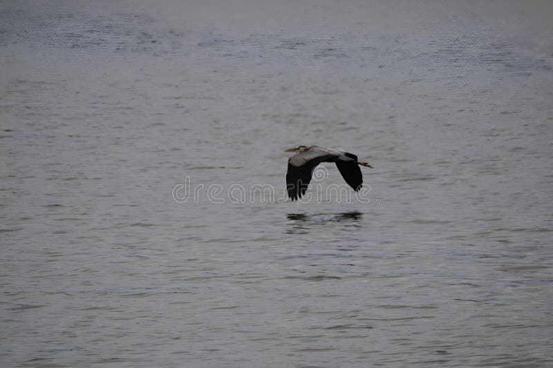 An Image of a Bird that is Flying Low Over the Water Stock Photo ...