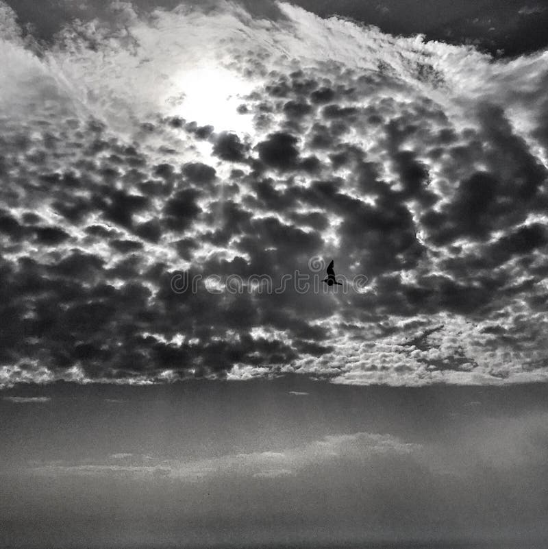 Bird Flying in Divine Sun Light Over the Sea Stock Image - Image of ...