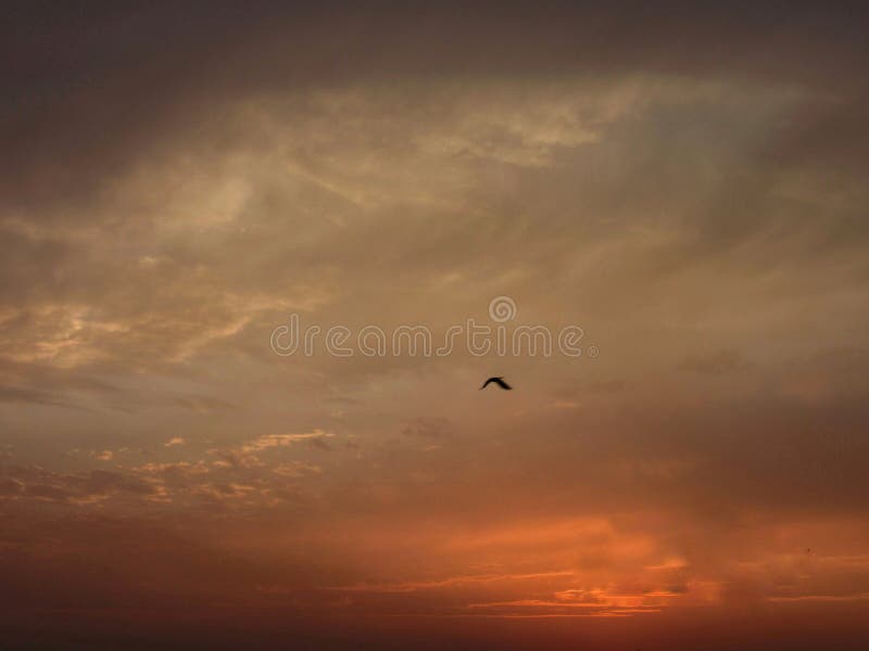 A Bird Flying on the Dramatic Sky. Stock Image - Image of sunrise, wave ...