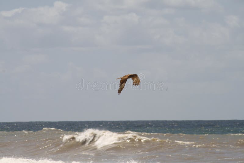 The ocean and the bird stock image. Image of enjoying - 103679431
