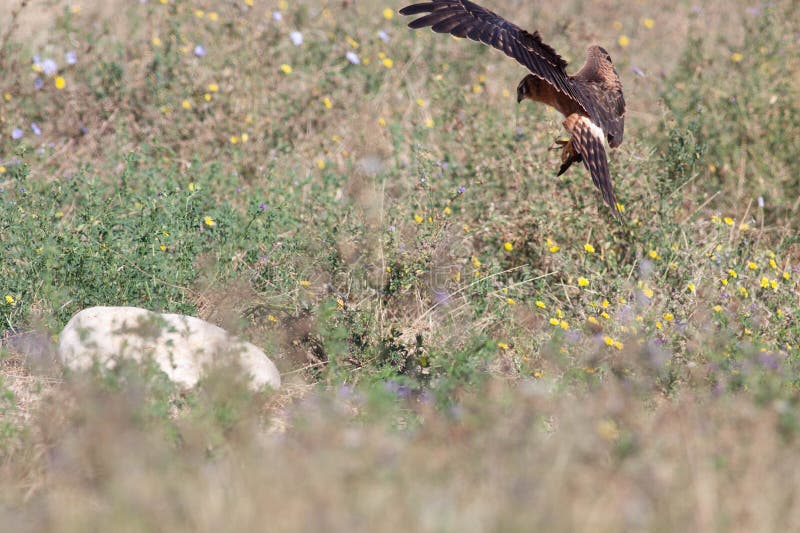 Bird flying stock photo. Image of prey, wild, close - 296153614
