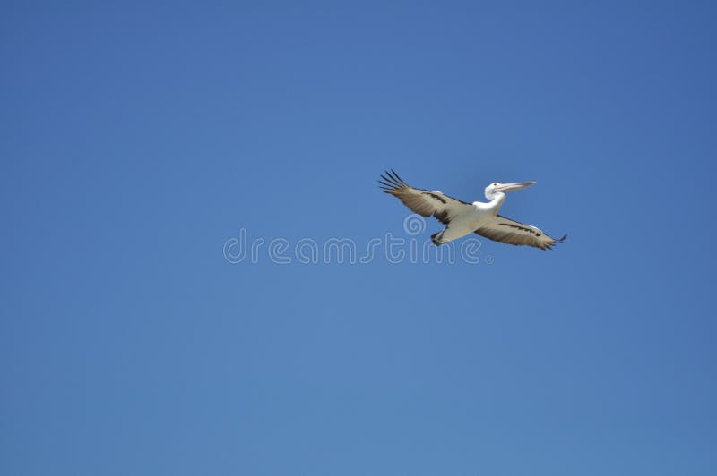 Bird Flying Freely in Blue Sky Stock Photo - Image of high, hope: 67211672