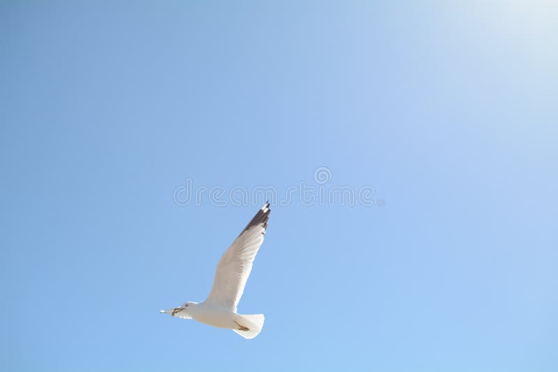 Bird Flying in Front of the Sun Stock Photo - Image of beautiful ...