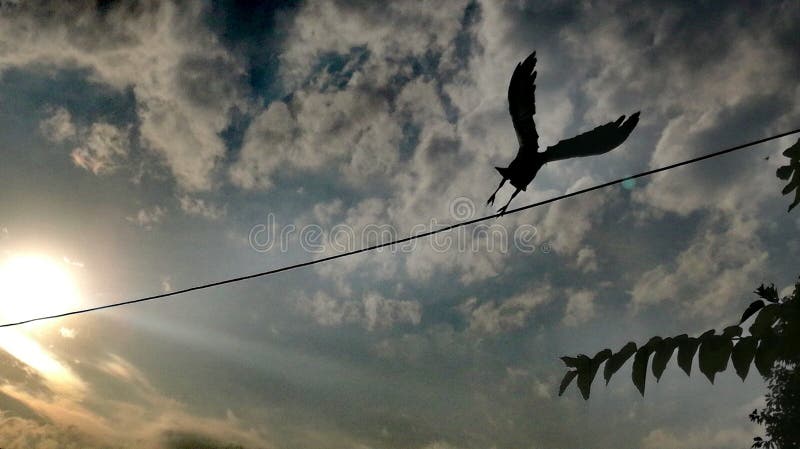 Bird flying high stock image. Image of clouds, bird - 120239651