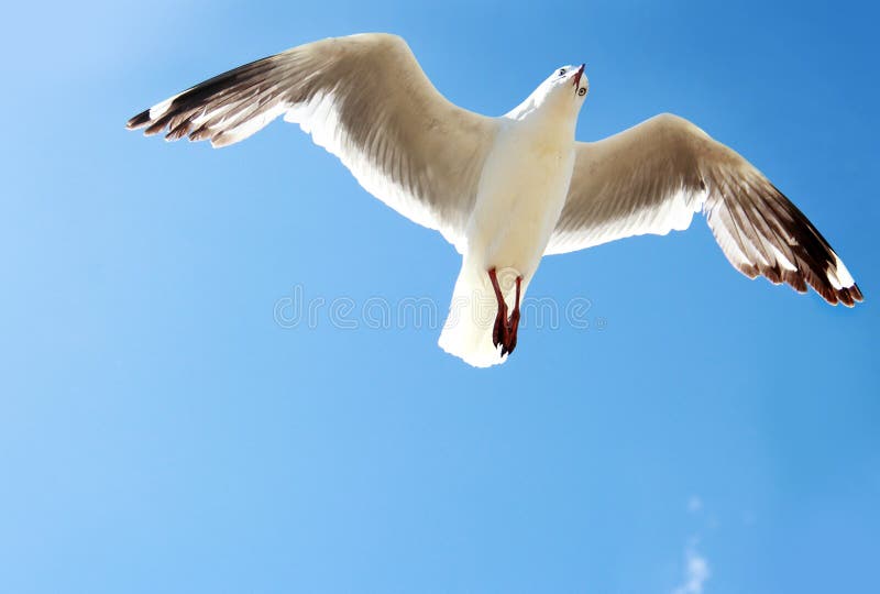 A Bird Flying High in the Blue Sky Stock Image - Image of blue ...