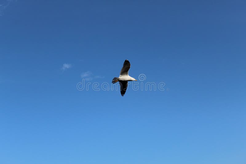 Bird Flying High in Clear Blue Sky Stock Photo - Image of wild, male ...
