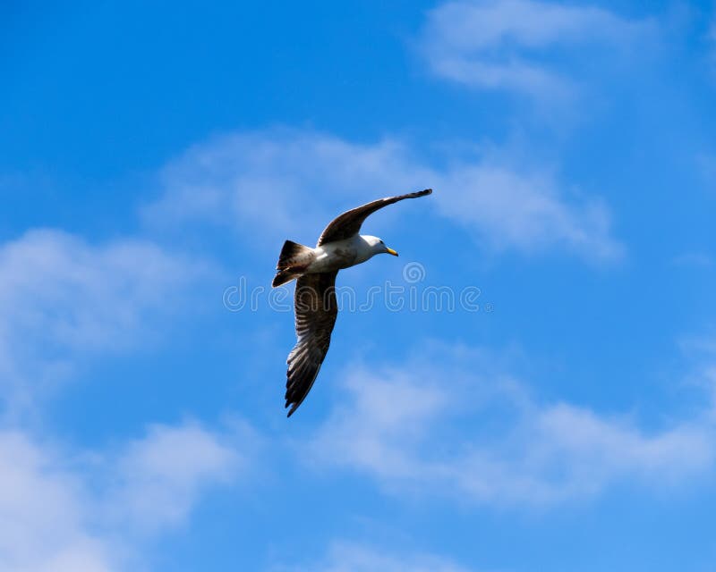 Bird flying high stock photo. Image of animals, space - 31649398