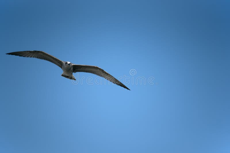 Bird flying high in sky stock photo. Image of peaceful - 101080360
