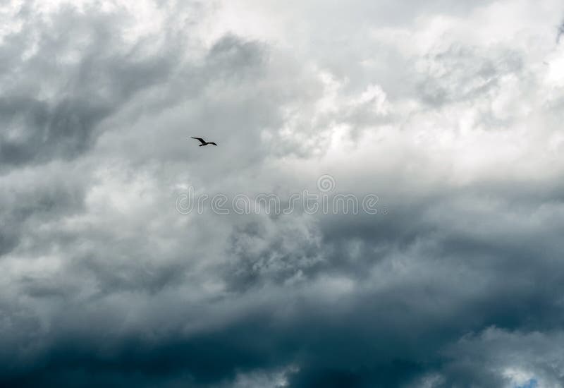 Bird Flying High in the Sky Stock Image - Image of meteorology, pattern ...