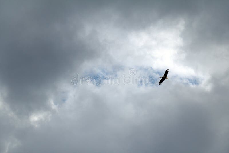 Bird flying high stock image. Image of bird, high, dark - 155097697