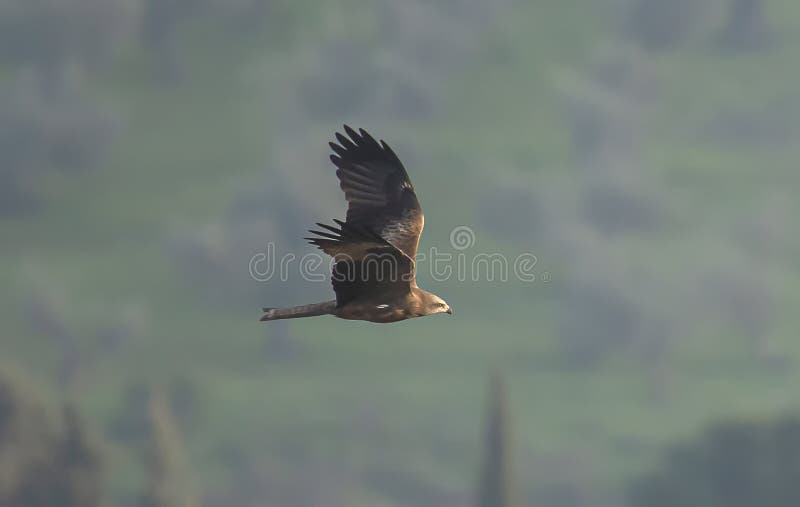 Bird Flying High on the Wind. Stock Photo - Image of garden, beautiful ...