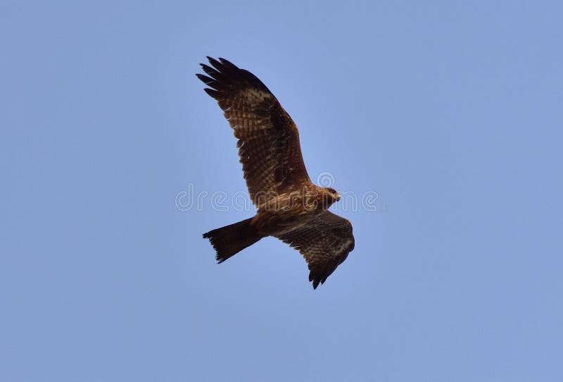 Bird Flying High on the Wind. Stock Photo - Image of feathery, garden ...