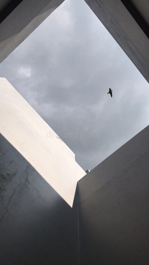 Bird flying stock photo. Image of inside, bird, frame - 222073000