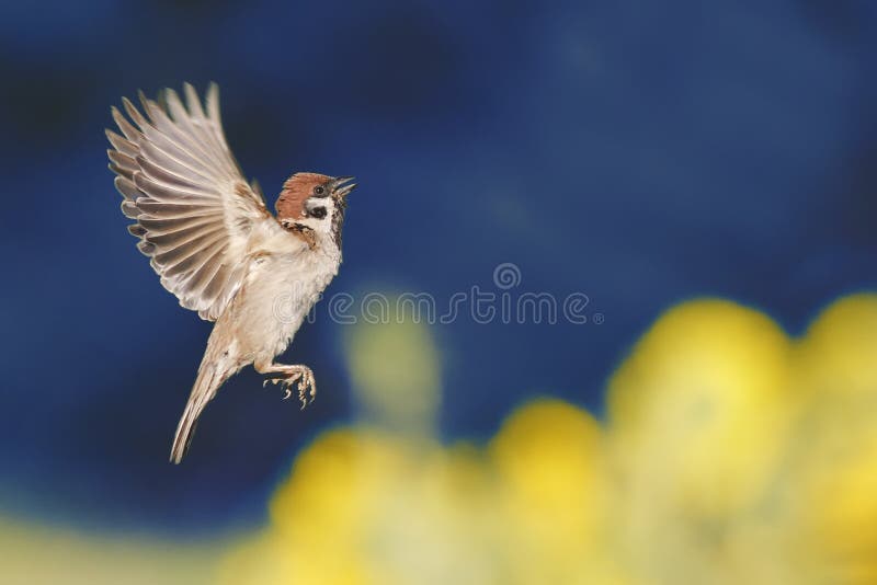 Bird is Flying with Its Wings Outstretched Against the Blue Sky Stock ...