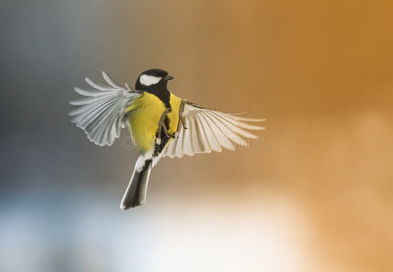 Bird Flying with Its Wings Outstretched Stock Image - Image of natural ...