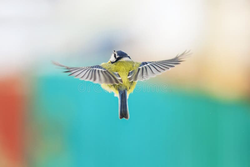 Bird Flying with Its Wings Outstretched Stock Image - Image of fauna ...