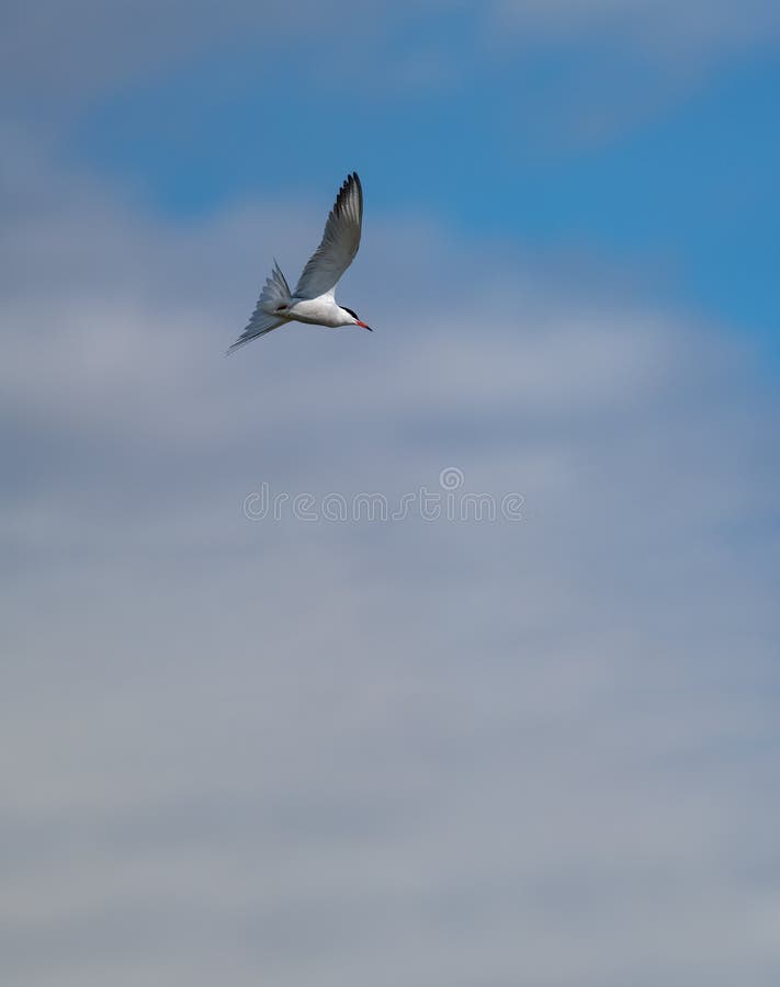 Bird Flying and Looking Down with Open Wings Stock Image - Image of ...