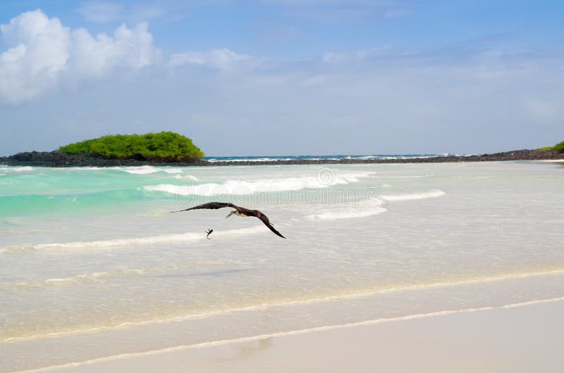 Bird Flying Low Altitude Over Beautiful Galapagos Stock Image - Image ...