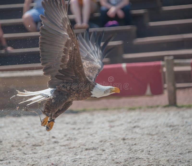 Eagle Raptor Alone in Flight Catches a Fish in Summer in Col Stock ...