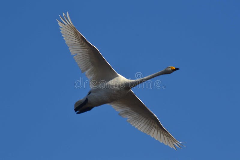 Big bird stock photo. Image of wings, flying, spread - 131012806