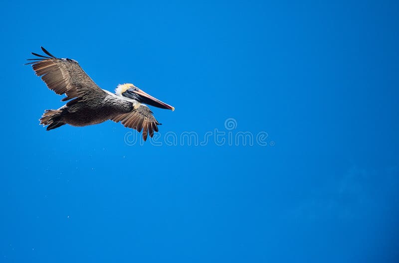 Bird Flying on Mexican Beach Stock Photo - Image of soaring, wildlife ...
