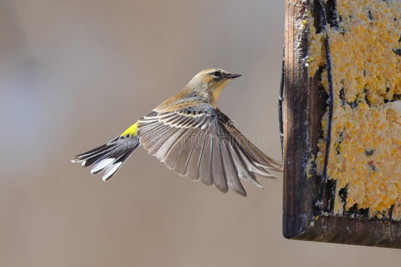 A Bird Flying Around a Bird Feeder Filled with Feed Items Stock Image ...