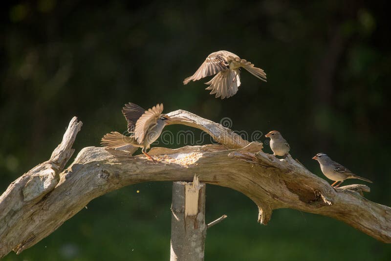 Bird flying off a branch stock photo. Image of bird - 266625296
