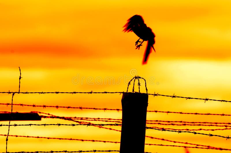 Bird Flying Off from Prison Fence Stock Photo - Image of concentration ...