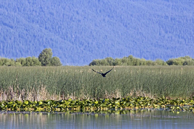 Oregon Wetlands at Sunset stock image. Image of oregon - 131274227