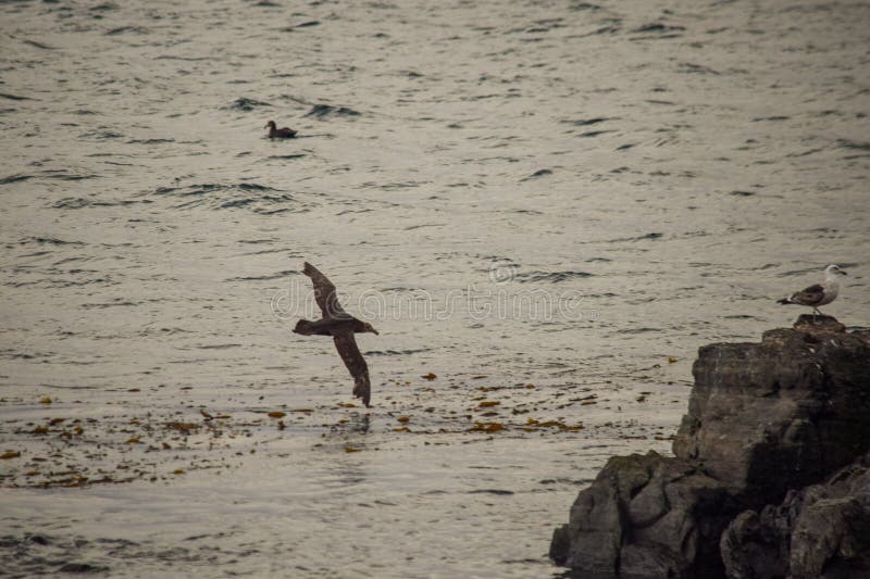 Bird Flying Over the Beagle Channel Stock Photo - Image of birdwatching ...