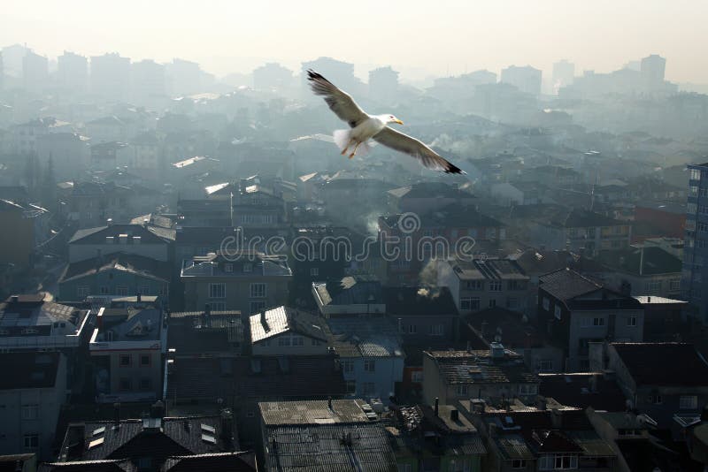 Bird flying over buildings stock image. Image of bird - 119213397