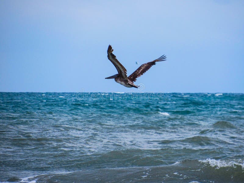 Bird Flying Over Emerald Ocean Stock Image - Image of black, ocean ...