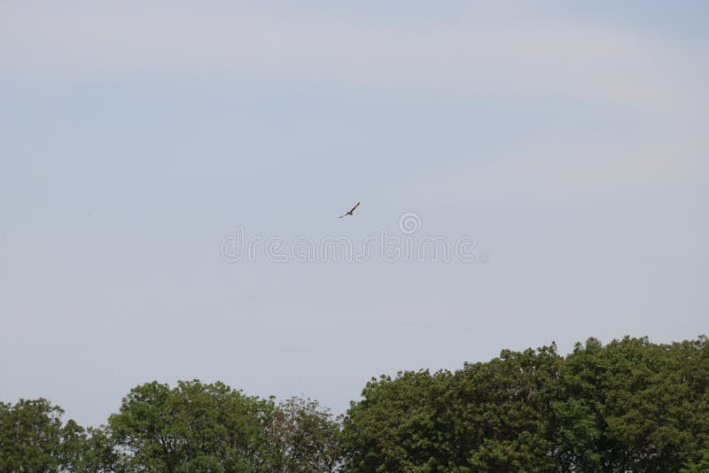 A Bird Flying Over the Forest Stock Image - Image of horizon, flying ...