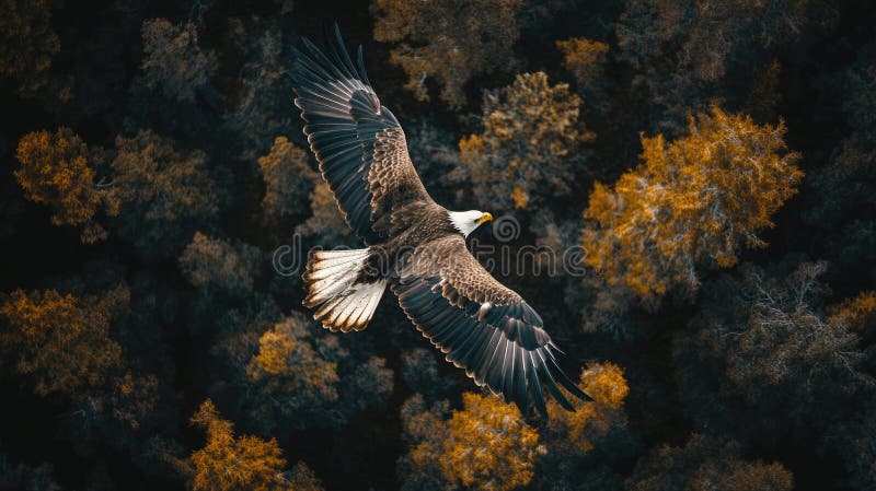 Bird Flying Over Forest stock photo. Image of ecosystem - 388813640
