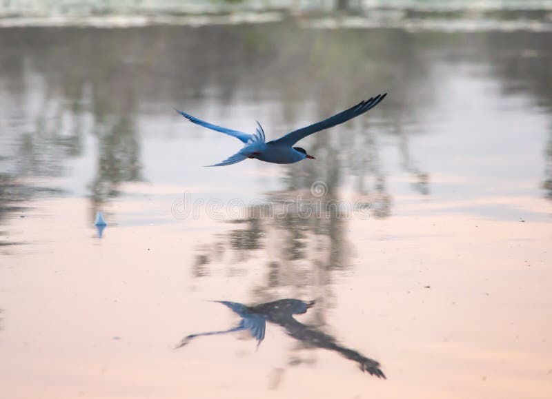 Bird Flying Over a Lake with Its Reflection on it Stock Photo - Image ...