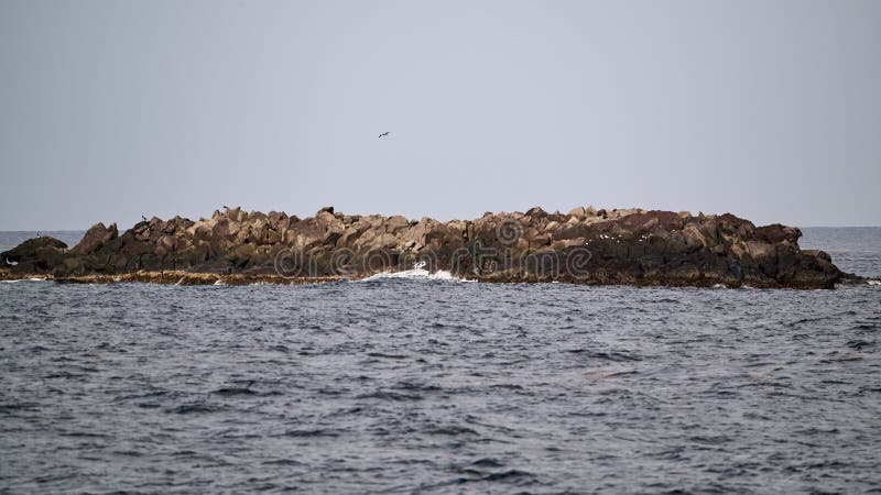 Bird Flying Over a Large Volcanic Rock in the Middle of the Sea Stock ...