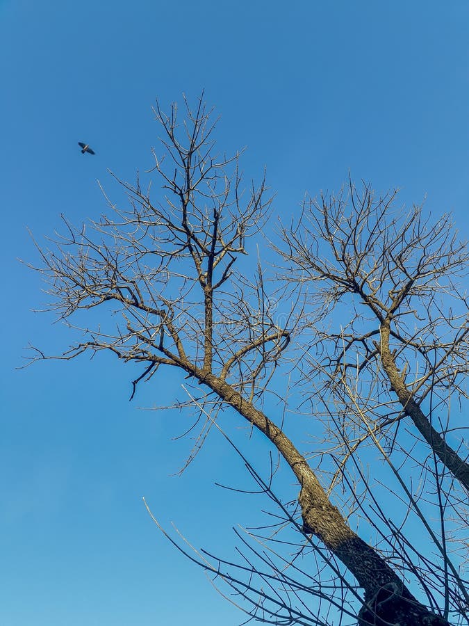 Bird Flying Over Leave-less Tree and Clean Blue Sky Background Stock ...