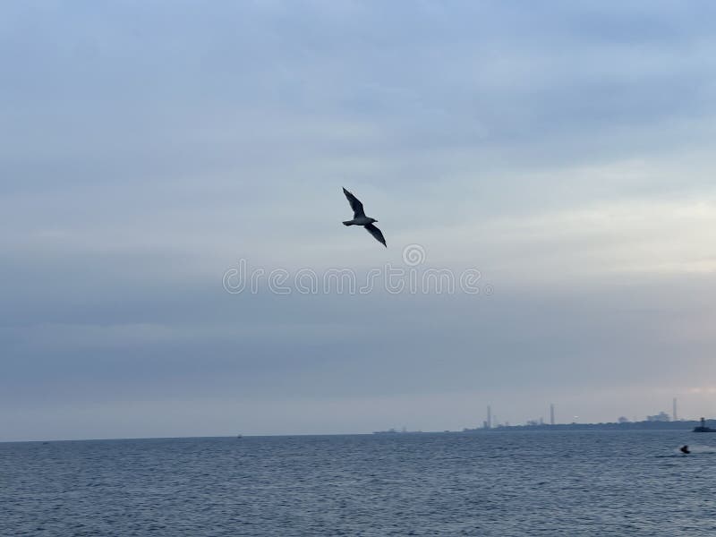 Bird flying over the ocean stock image. Image of wings - 346701681