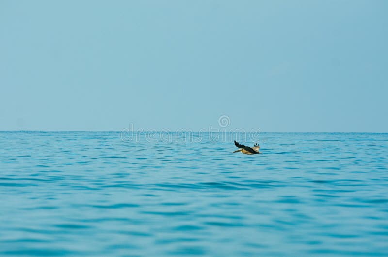 Bird flying over the ocean stock photo. Image of recreation - 90684000
