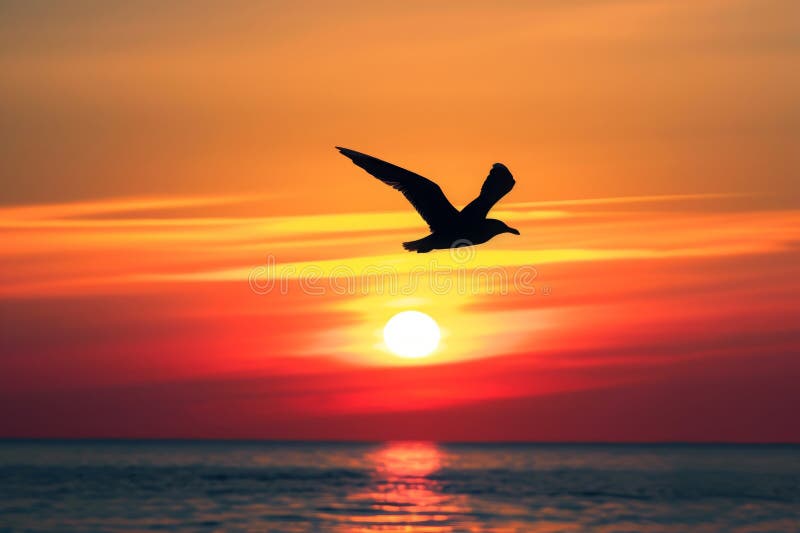 Bird Flying Over the Ocean at Sunset, a Lone Bird Silhouette Flying ...